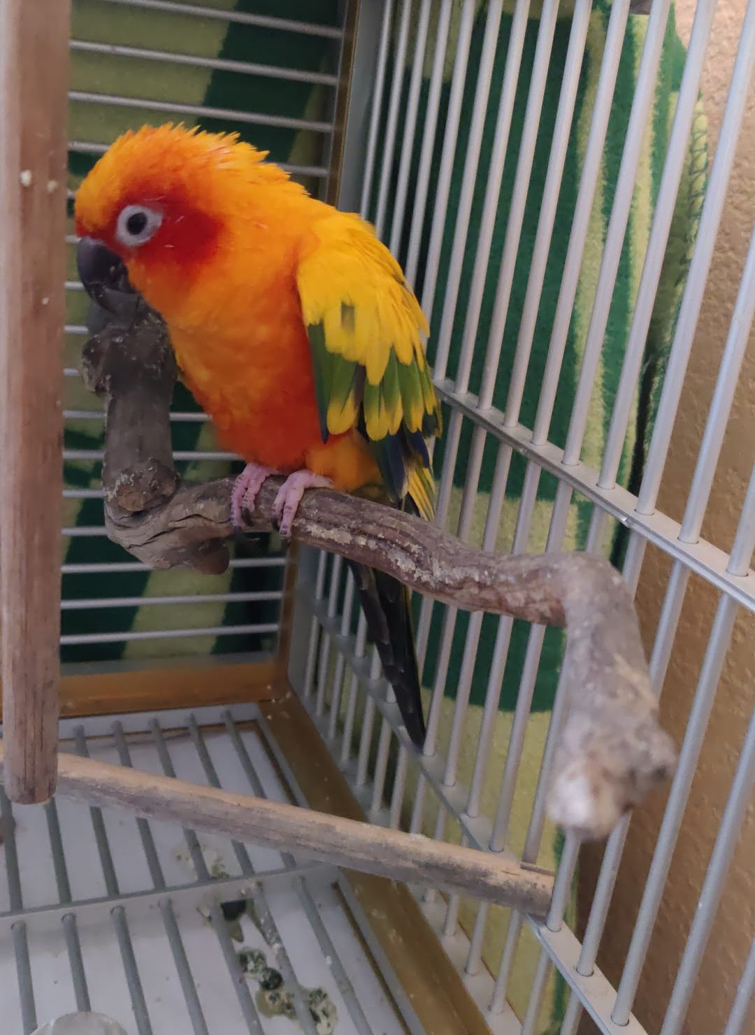 Gallery Valleywide Parrot Rescue