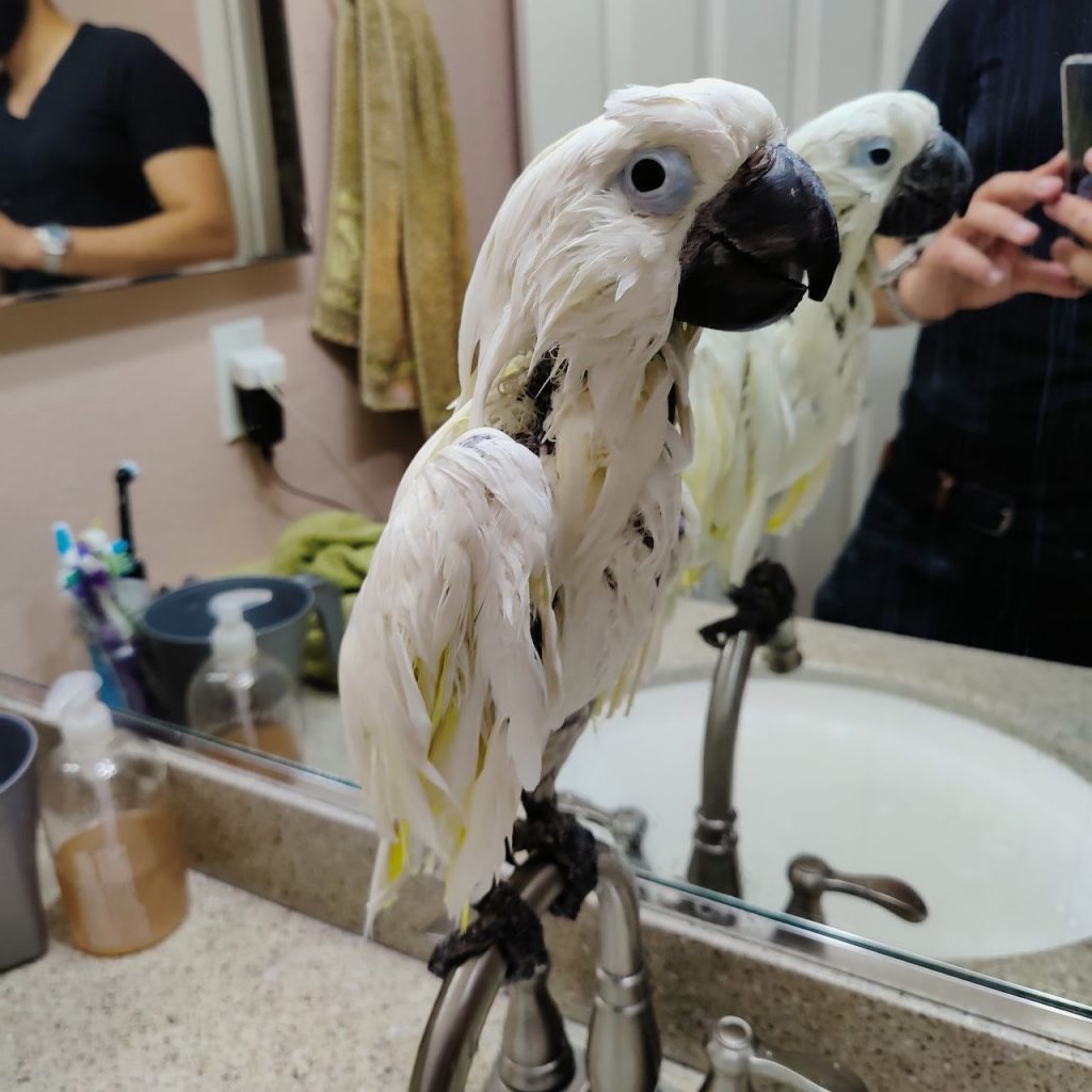 NEED A PARROT RESCUED? – Valleywide Parrot Rescue