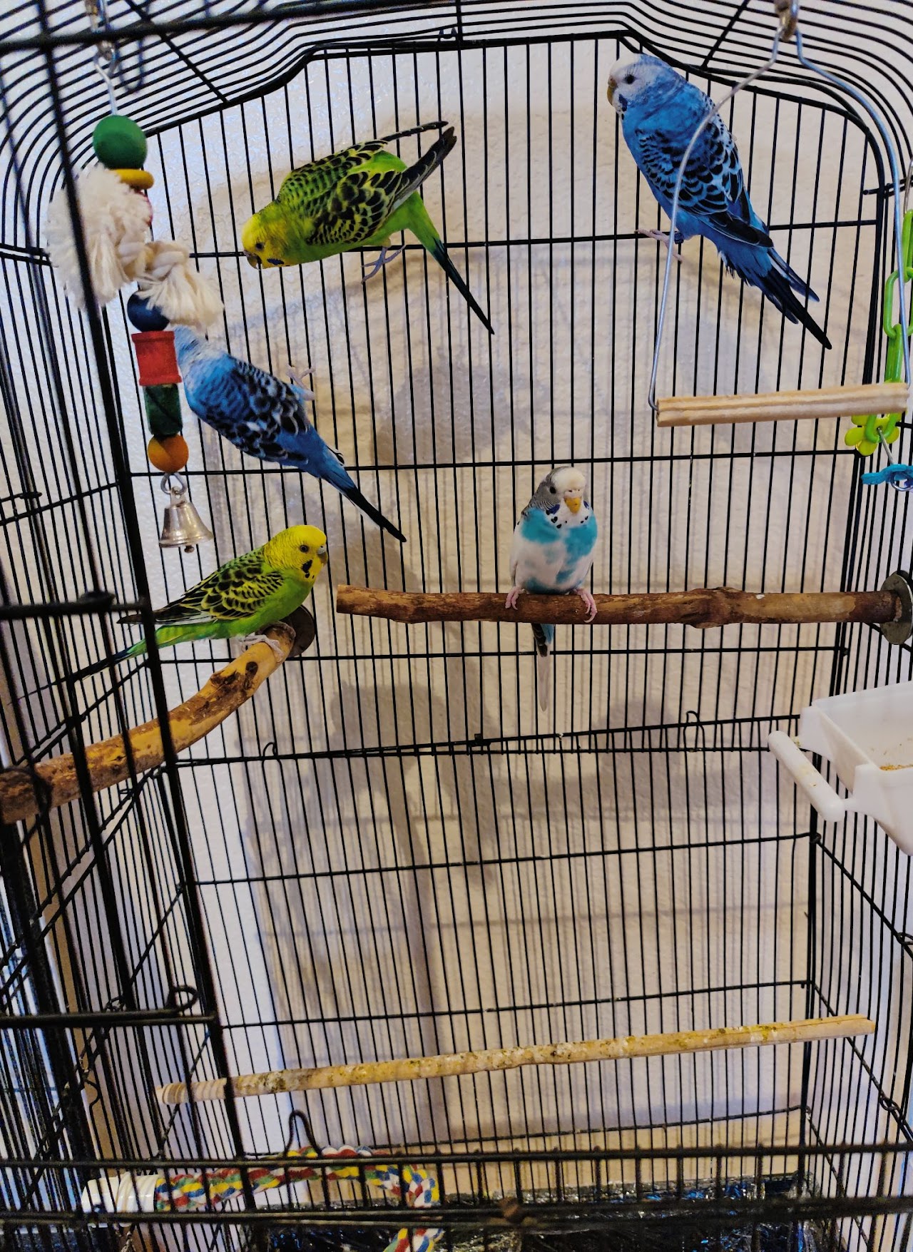 Gallery Valleywide Parrot Rescue
