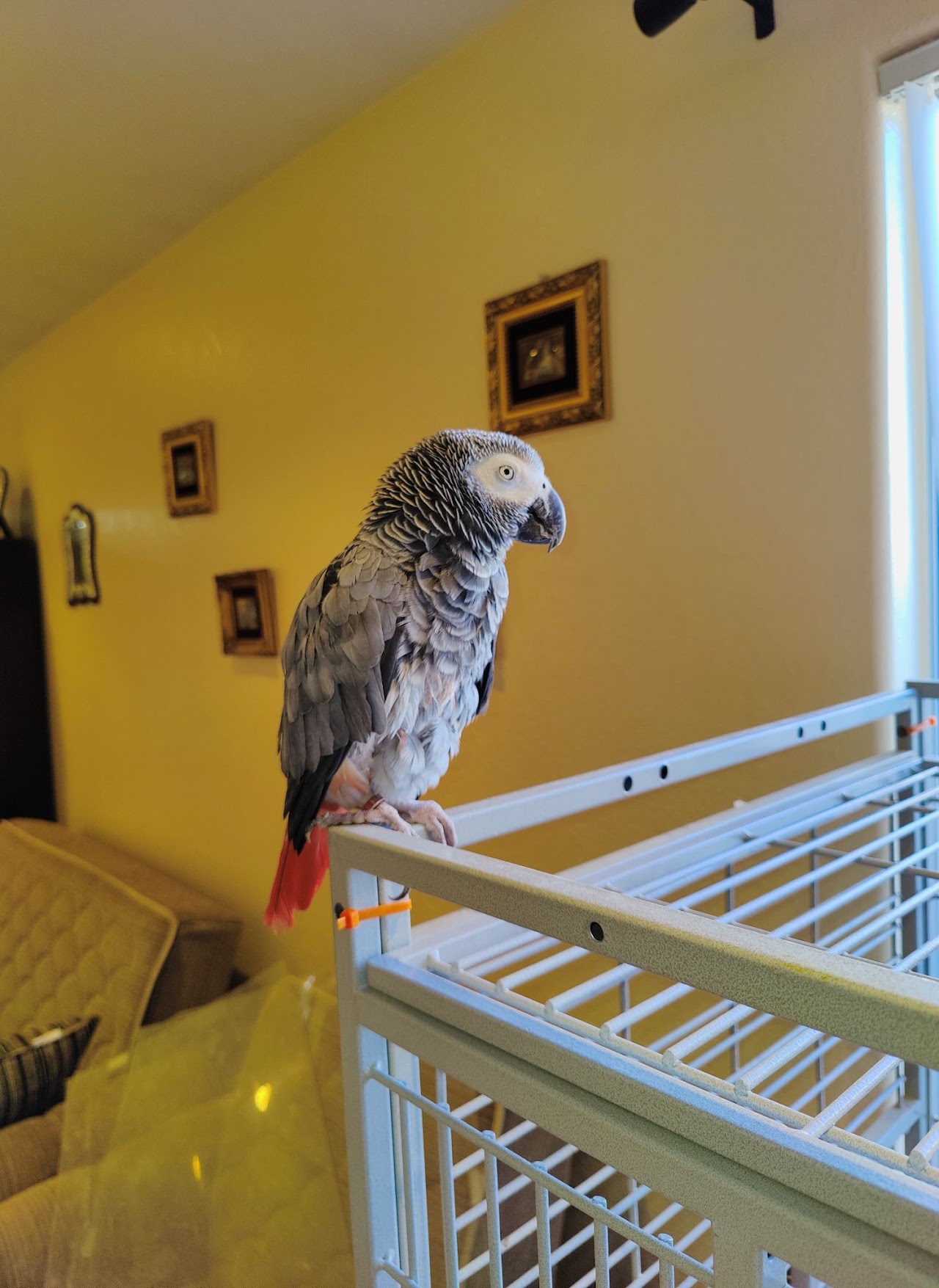 Gallery Valleywide Parrot Rescue