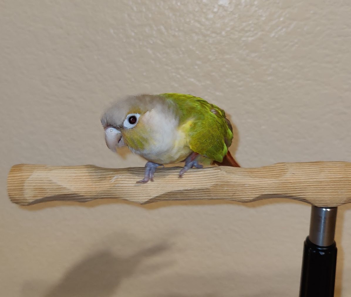 Gallery Valleywide Parrot Rescue