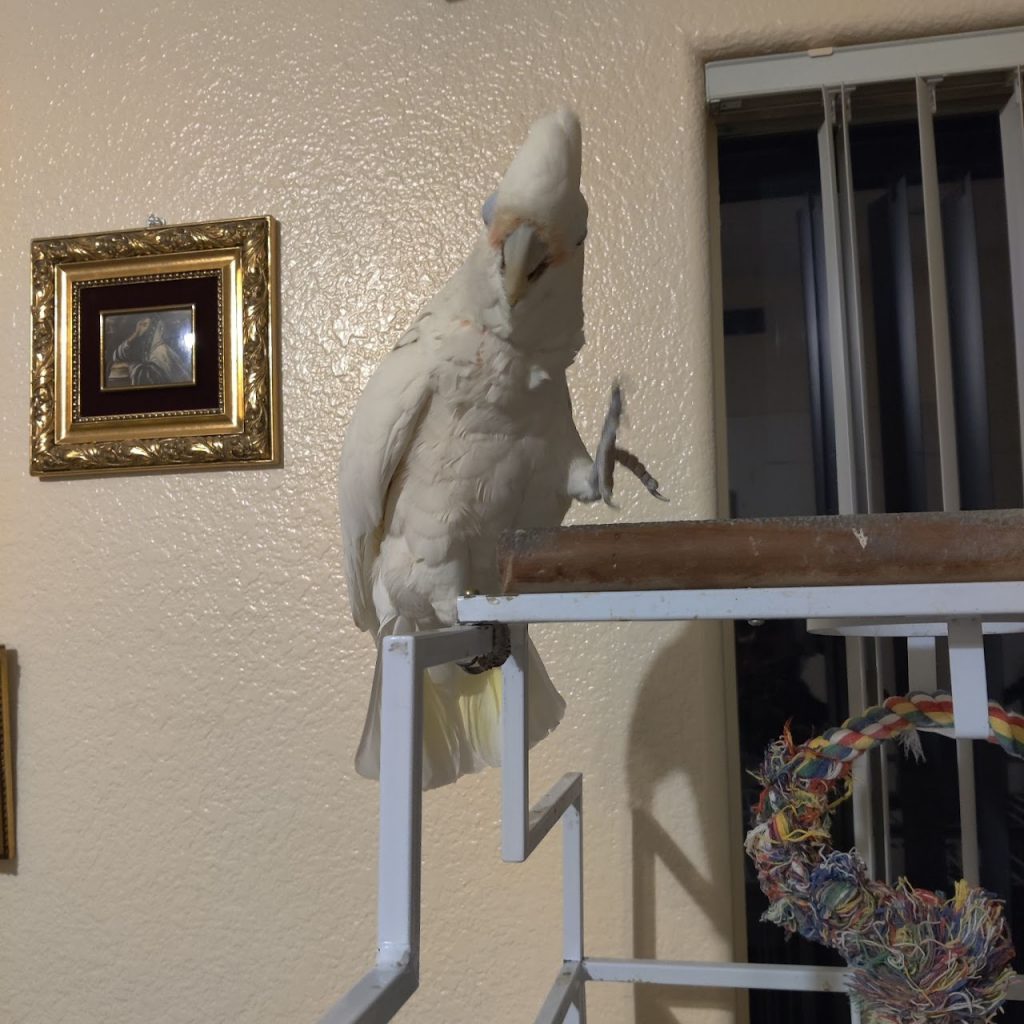 NEED A PARROT RESCUED? – Valleywide Parrot Rescue