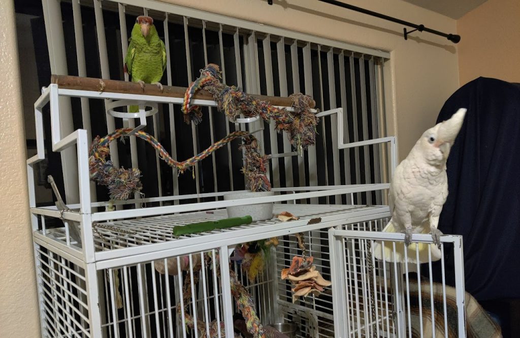 BOARDING – Valleywide Parrot Rescue