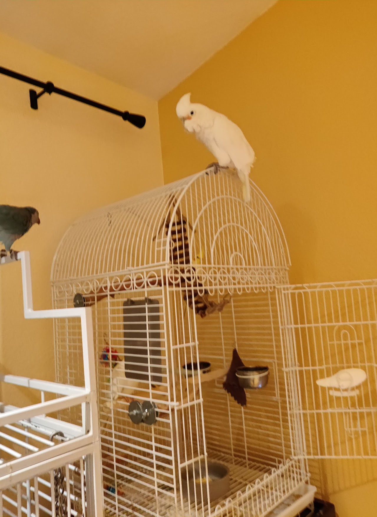 Gallery Valleywide Parrot Rescue