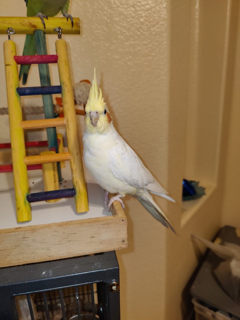 ADOPTION – Valleywide Parrot Rescue