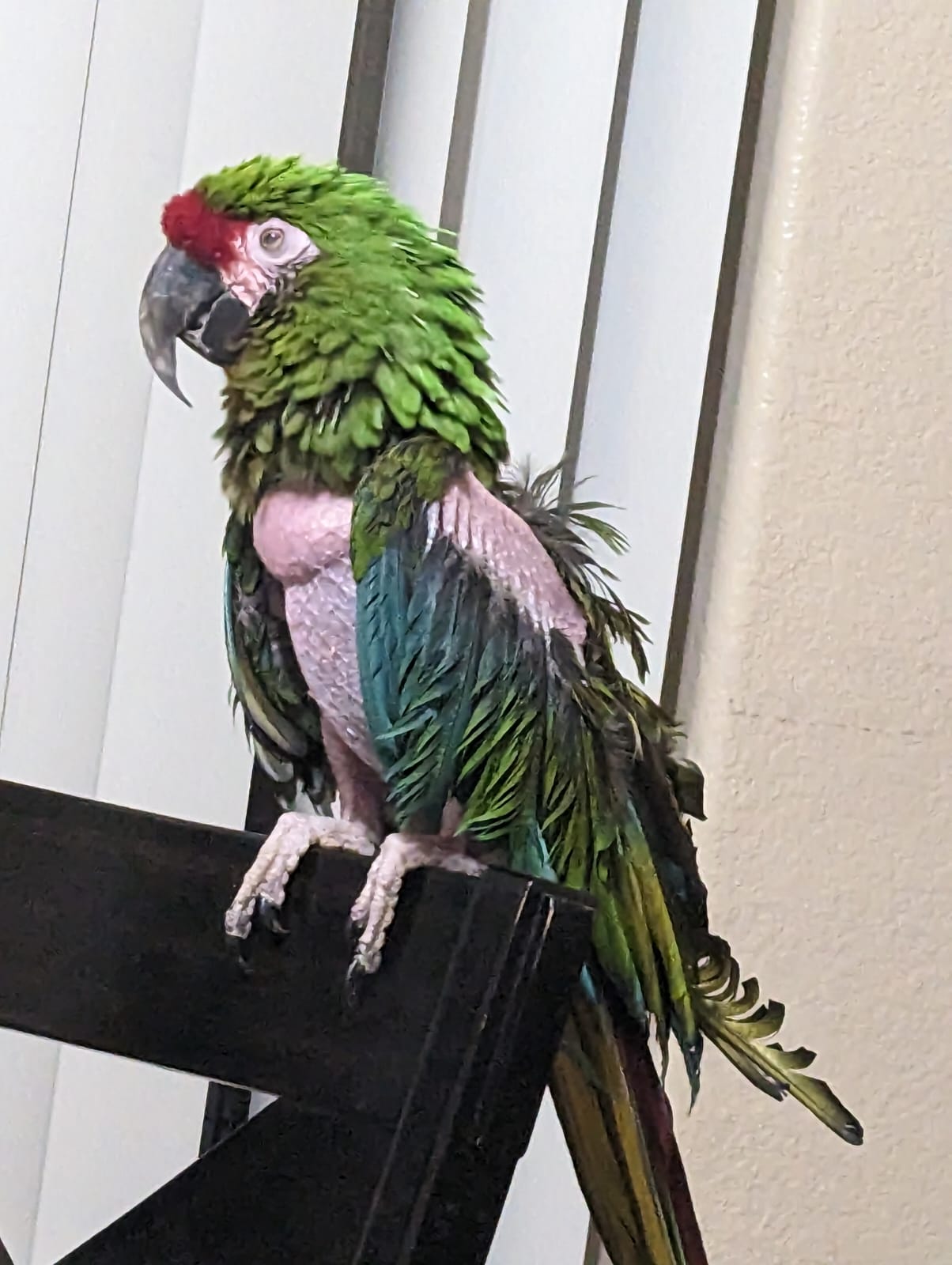 ADOPTION – Valleywide Parrot Rescue