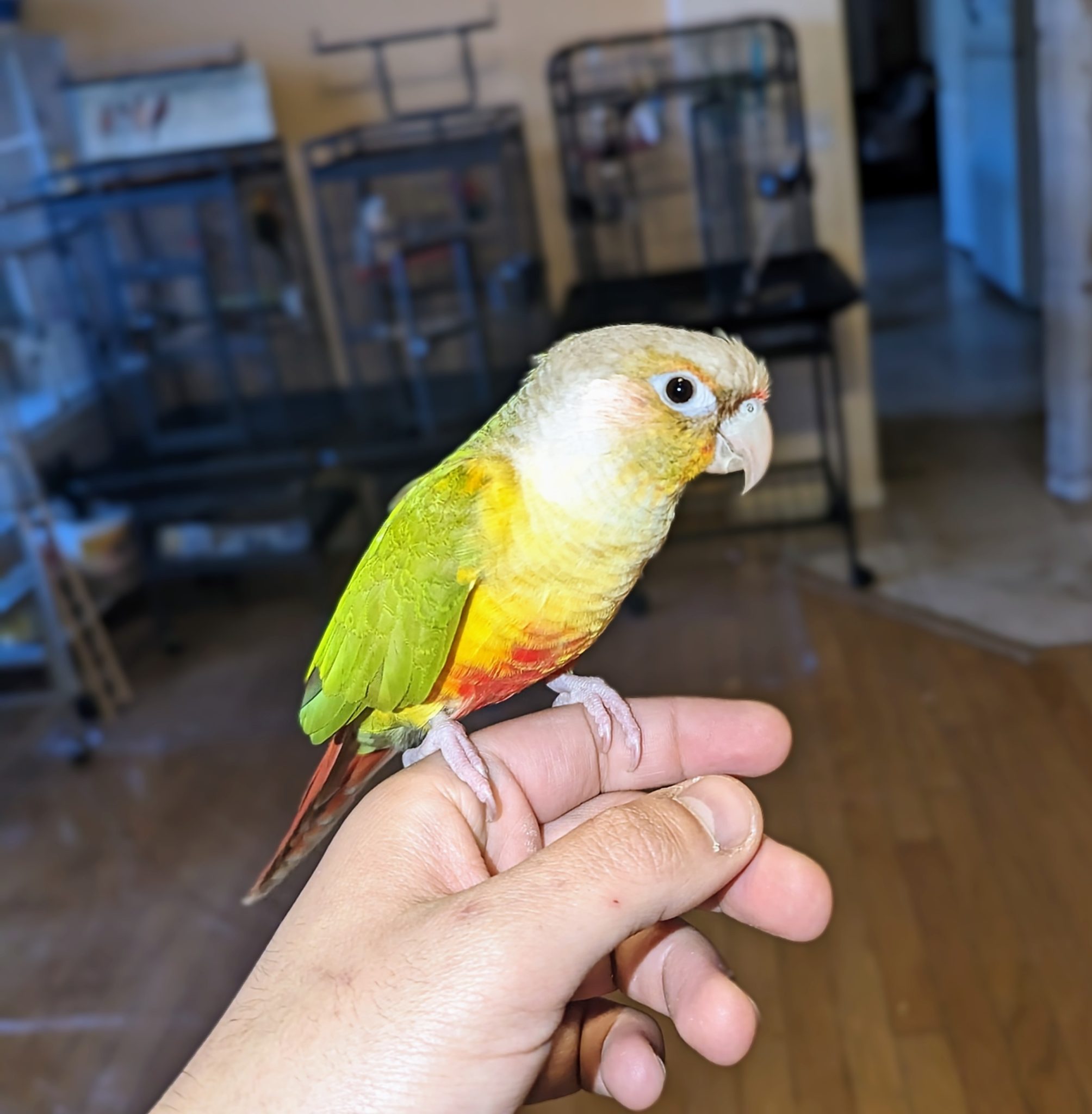 ADOPTION – Valleywide Parrot Rescue