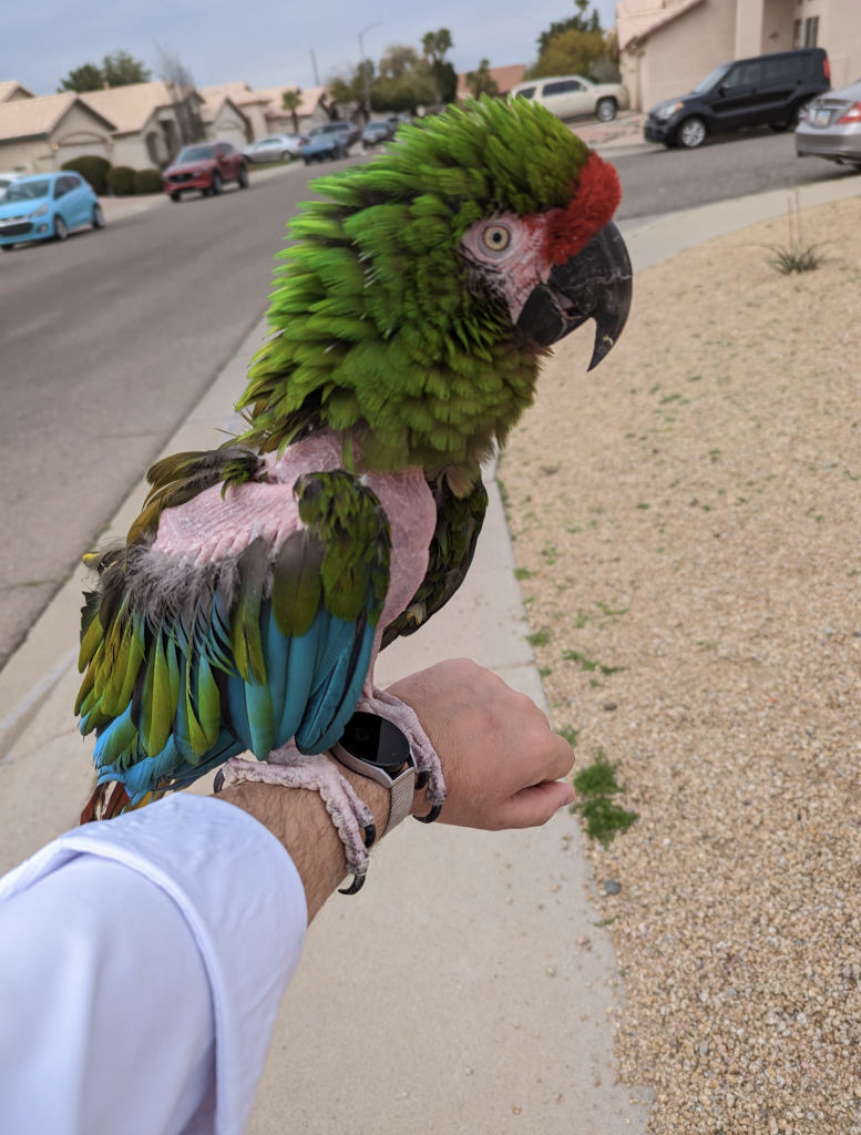 ADOPTION – Valleywide Parrot Rescue