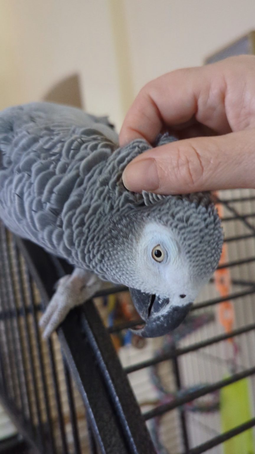 The Real Cost of Owning a Parrot – Valleywide Parrot Rescue