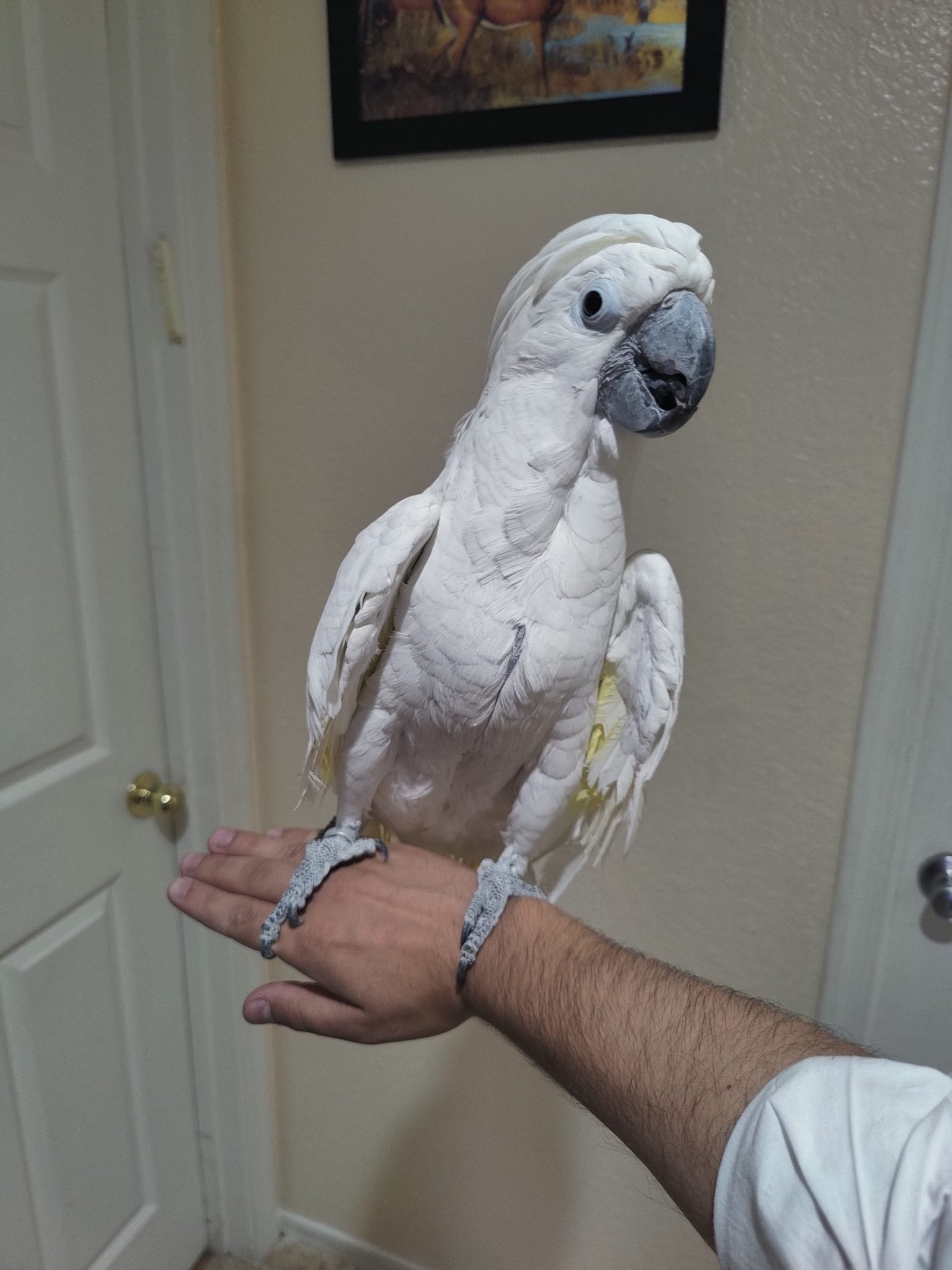 The Importance of Parrot Adoption: Giving a Forever Home to Rescued ...