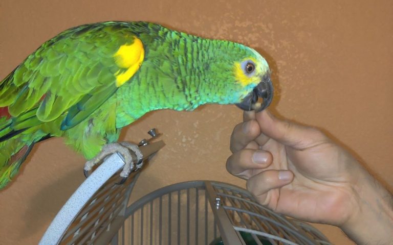 The Real Cost of Owning a Parrot – Valleywide Parrot Rescue