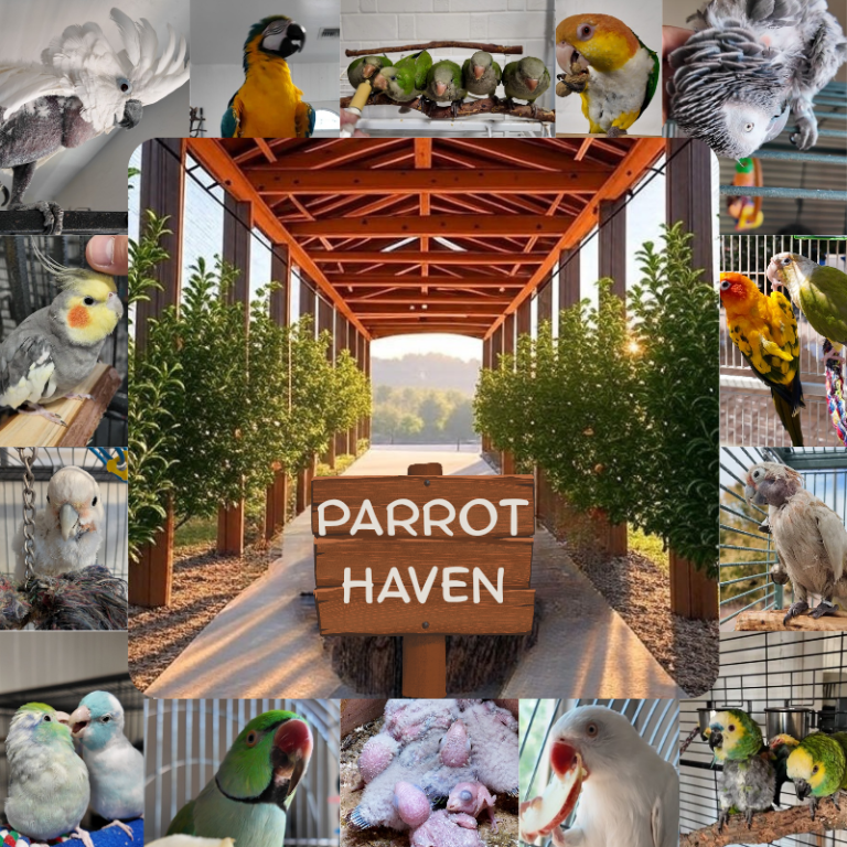 Valleywide Parrot Rescue